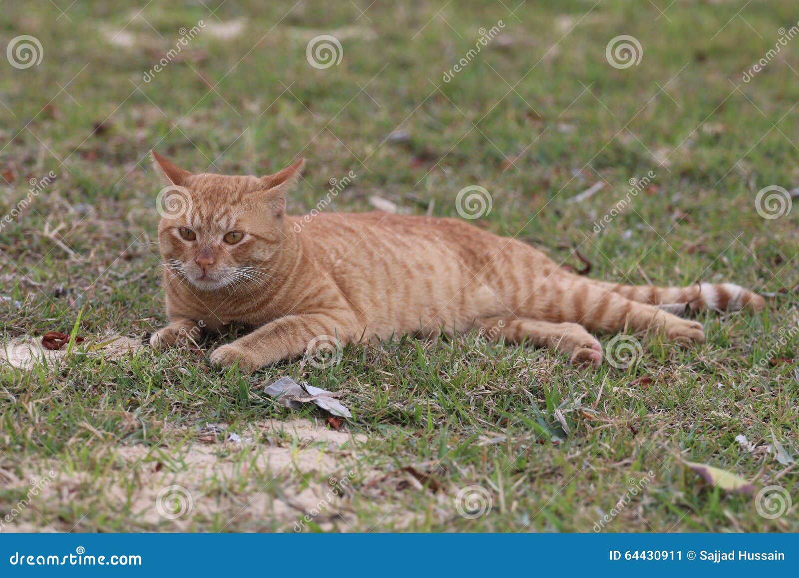 Katze am Al-Khobar Corniche, Saudi-Arabien Stockbild - Bild von ...