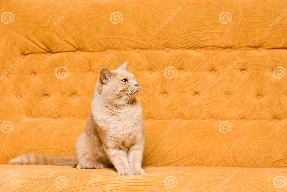 Katze auf dem Sofa stockbild. Bild von auge, sofa, katze - 7173917