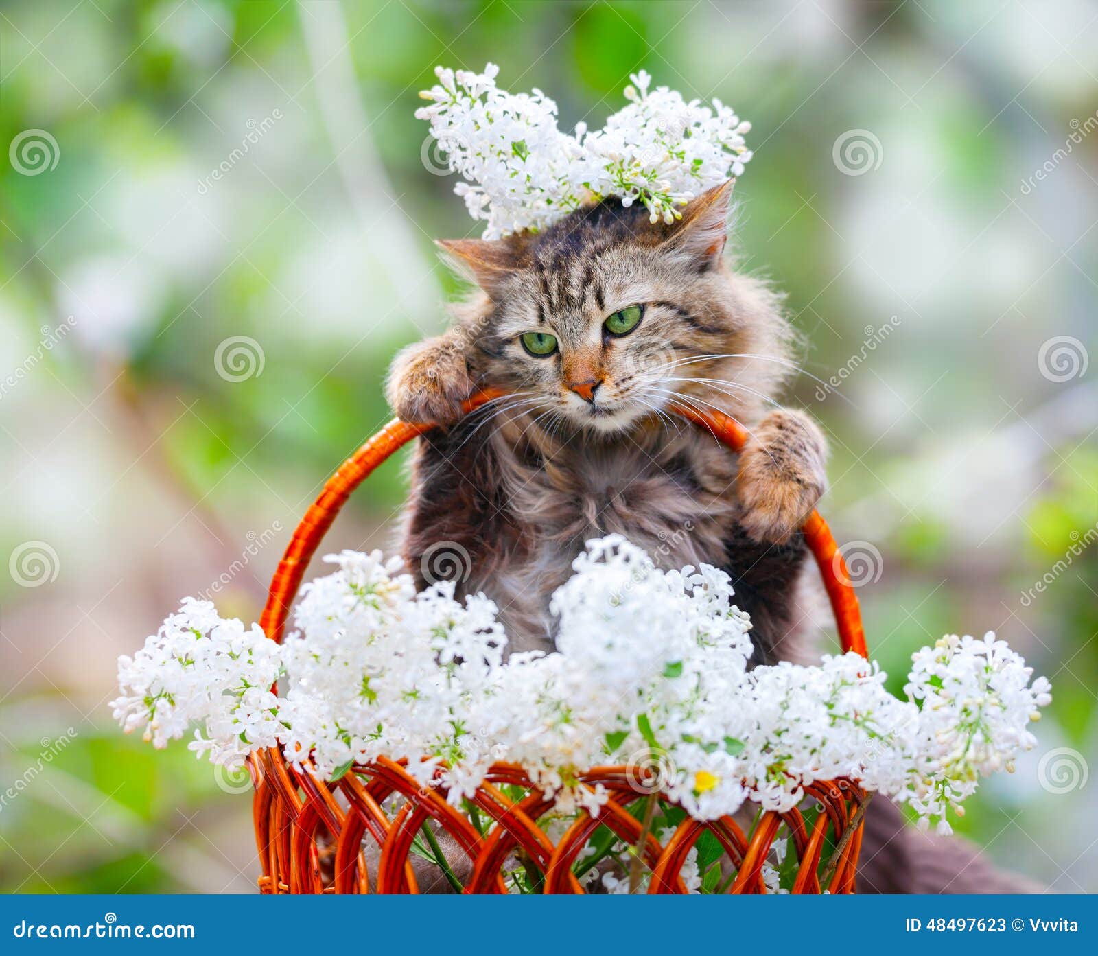 Katze In Den Blumen Stockfoto - Bild: 48497623