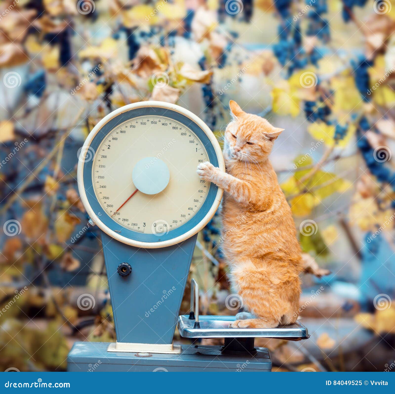 Katze, Die Auf Den Skalen Steht Stockbild - Bild von wiegen, ingwer ...