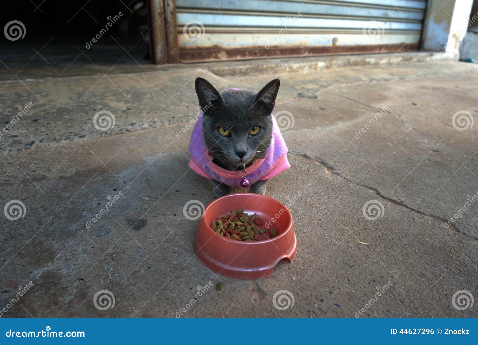 Katze, Die Das Mittagessen Isst Stockfoto - Bild von katze, tablette ...