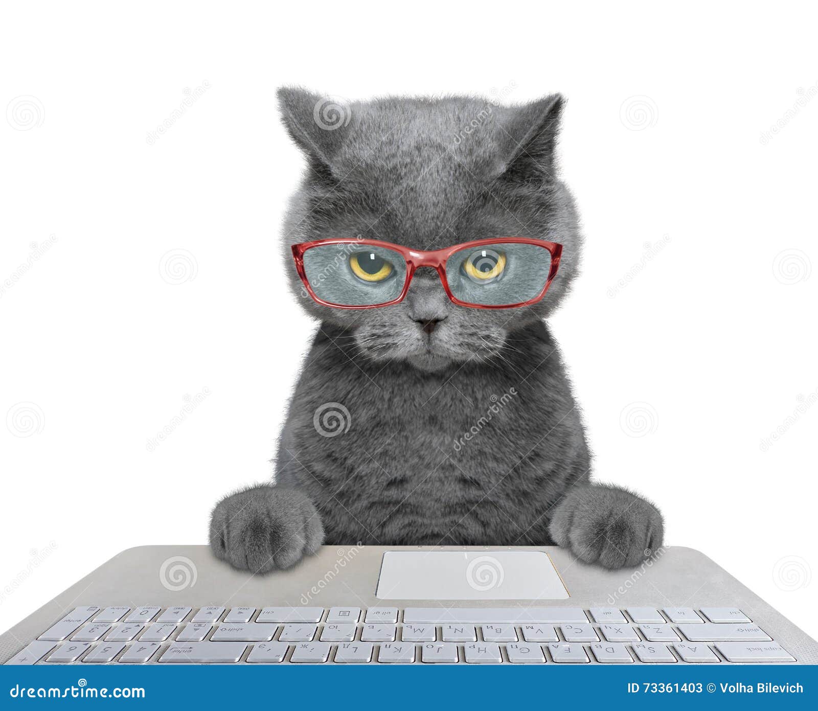 Katze, Die an Dem Computer Arbeitet Stockbild - Bild von kätzchen ...