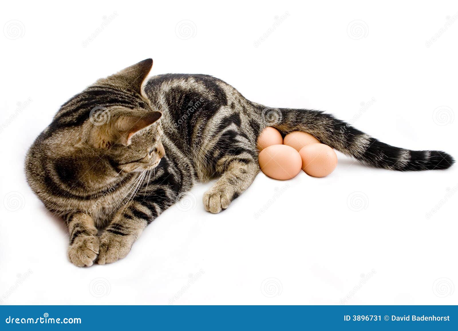 Katze, die Eier legt stockbild. Bild von tier, amüsiert - 3896731