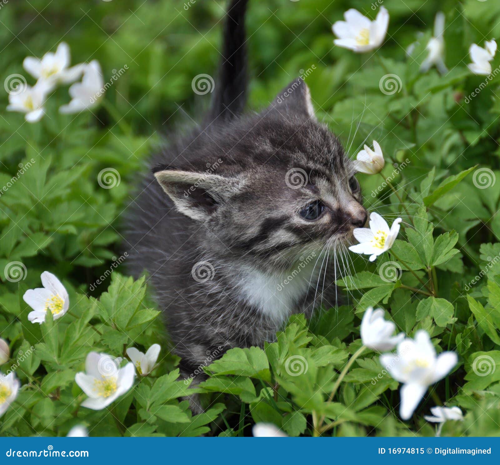 Katze, Die in Einer Blumenwiese Sitzt Stockbild - Bild von miezekatze ...