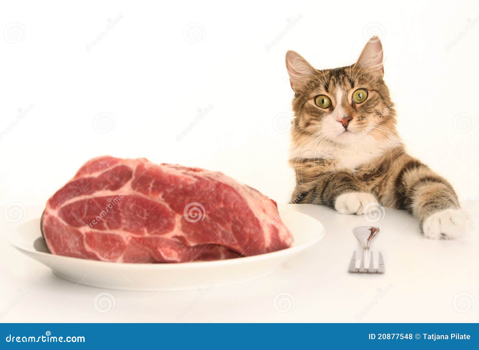 Katze, die Fleisch isst stockfoto. Bild von lamm, organisch - 20877548