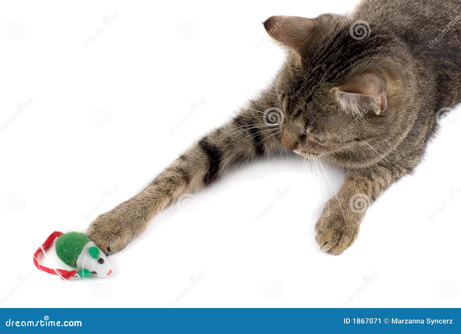 Katze, die mit Maus spielt stockbild. Bild von locken - 1867071
