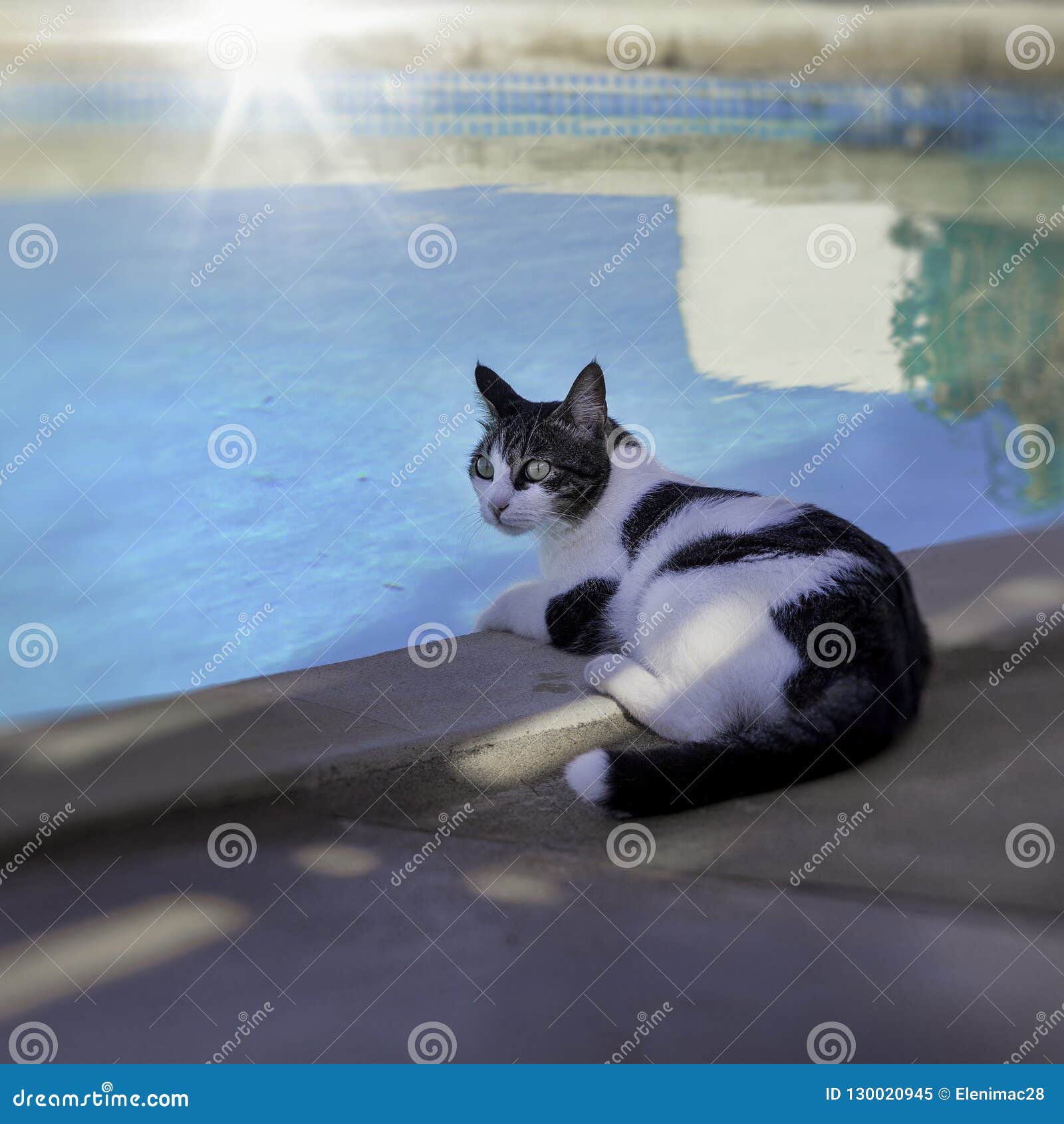 Katze, Die Neben Rand Des Swimmingpools Sitzt Stockbild - Bild von ...