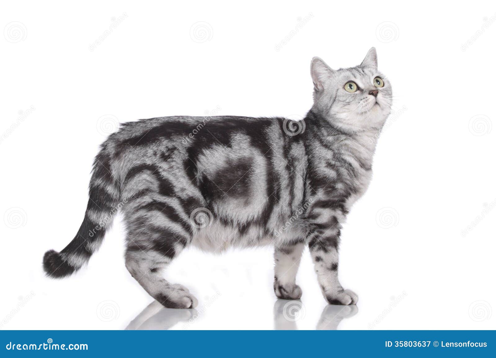 Katze, Die Seitlich Lokalisiert Steht Stockbild - Bild von haustiere ...