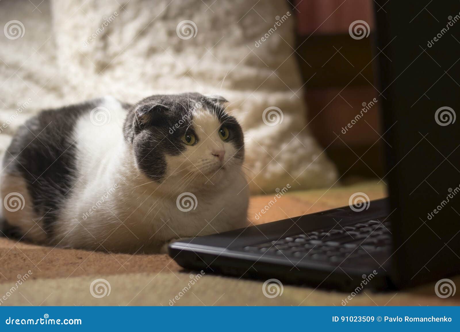 Katze, Die Vor Laptop Sitzt Stockbild - Bild von neugierig, farbe: 91023509