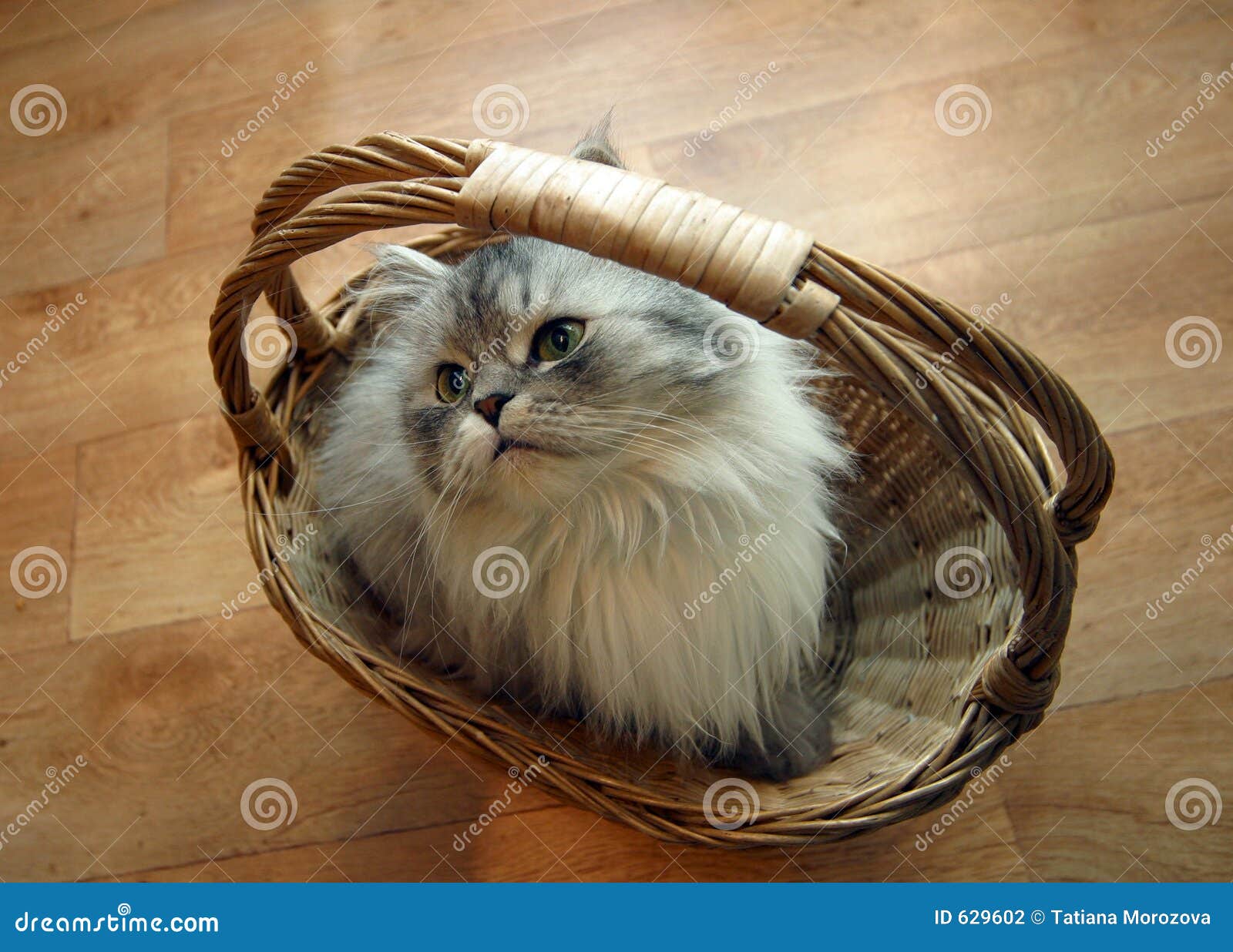 Katze in einem Korb - 2 stockfoto. Bild von korb, kätzchen - 629602