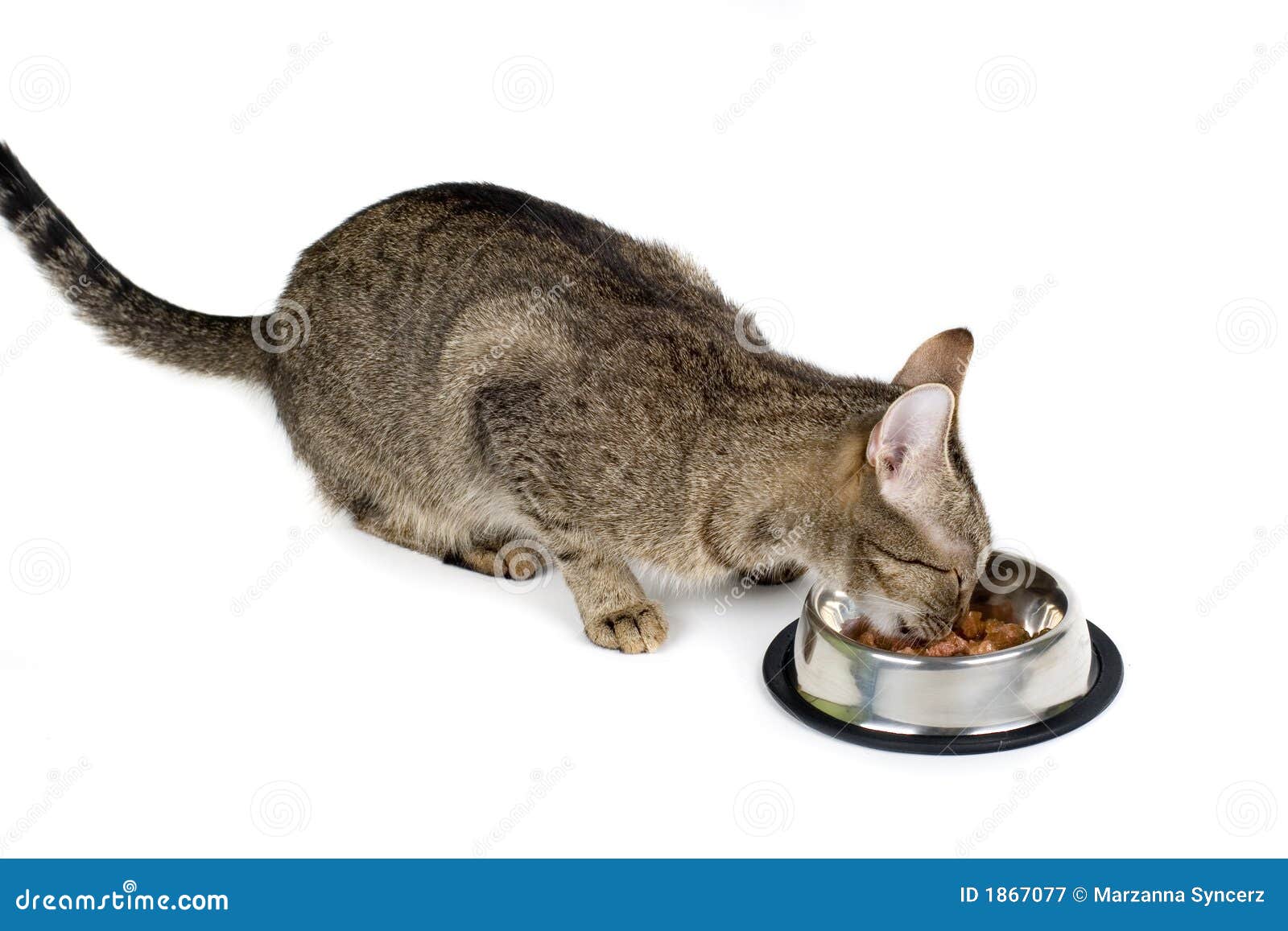 Katze-Essen stockbild. Bild von säugetier, futter, fleischfressend ...