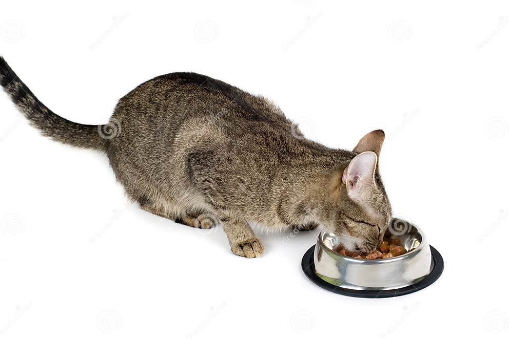 Katze-Essen stockbild. Bild von säugetier, futter, fleischfressend ...