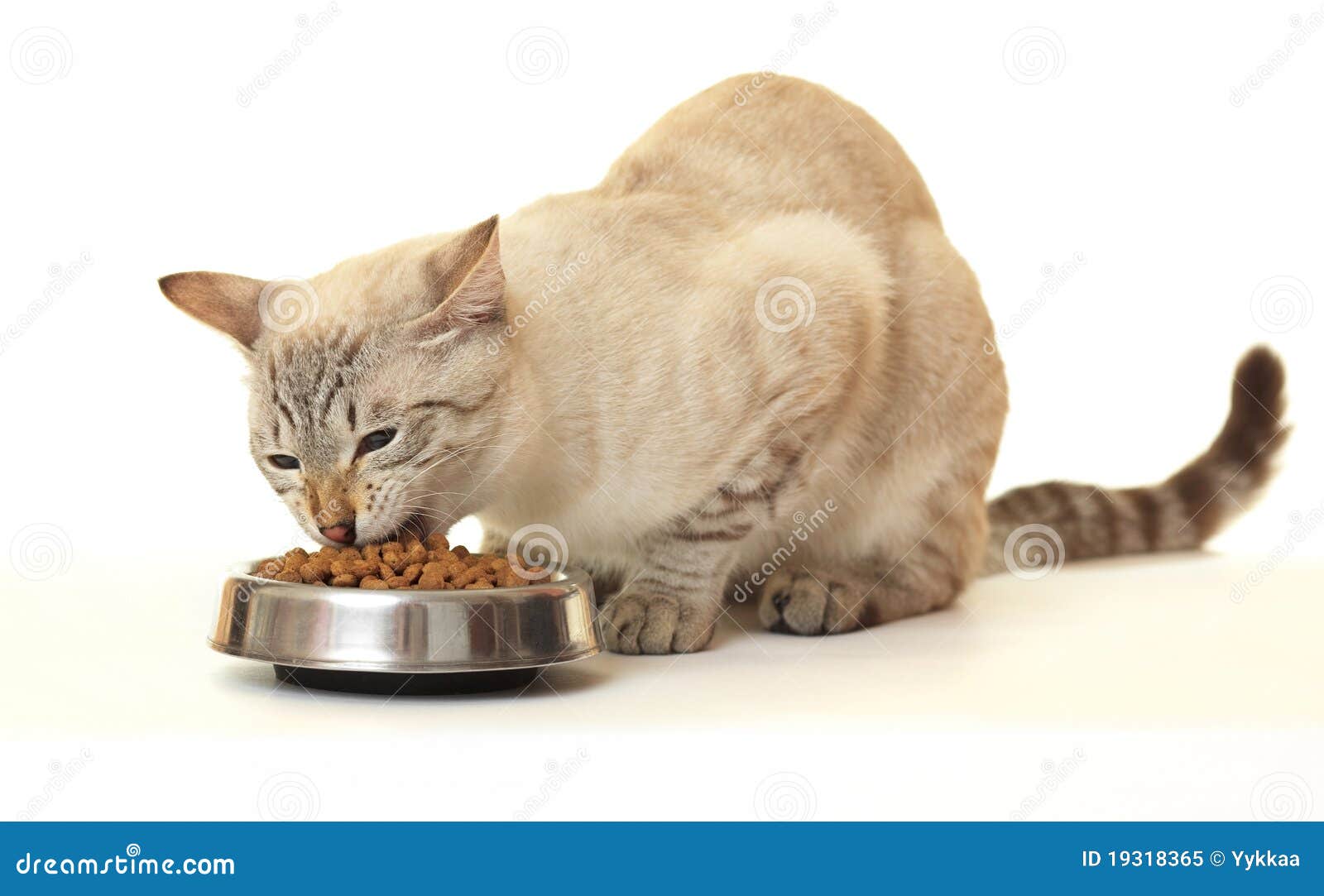 Katze Essen Trockene Nahrung. Stockbild - Bild von vergnügen, tier ...