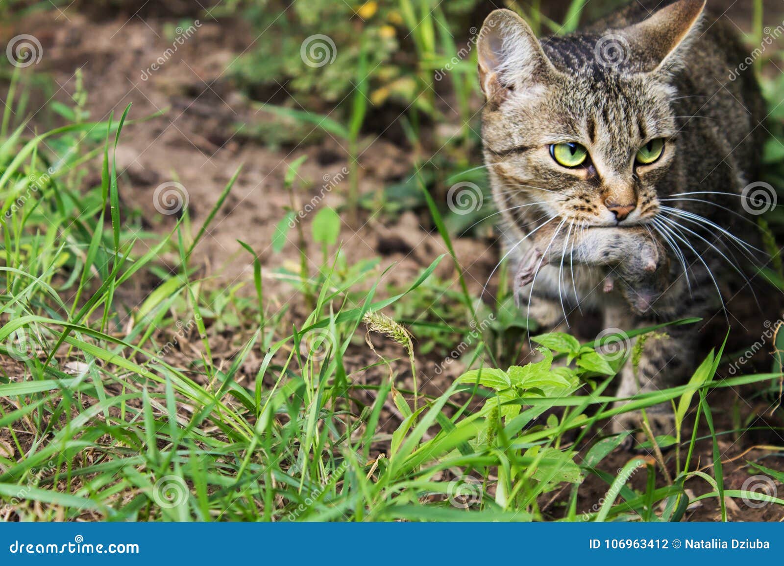 Katze fing eine Maus stockfoto. Bild von abgefangen - 106963412