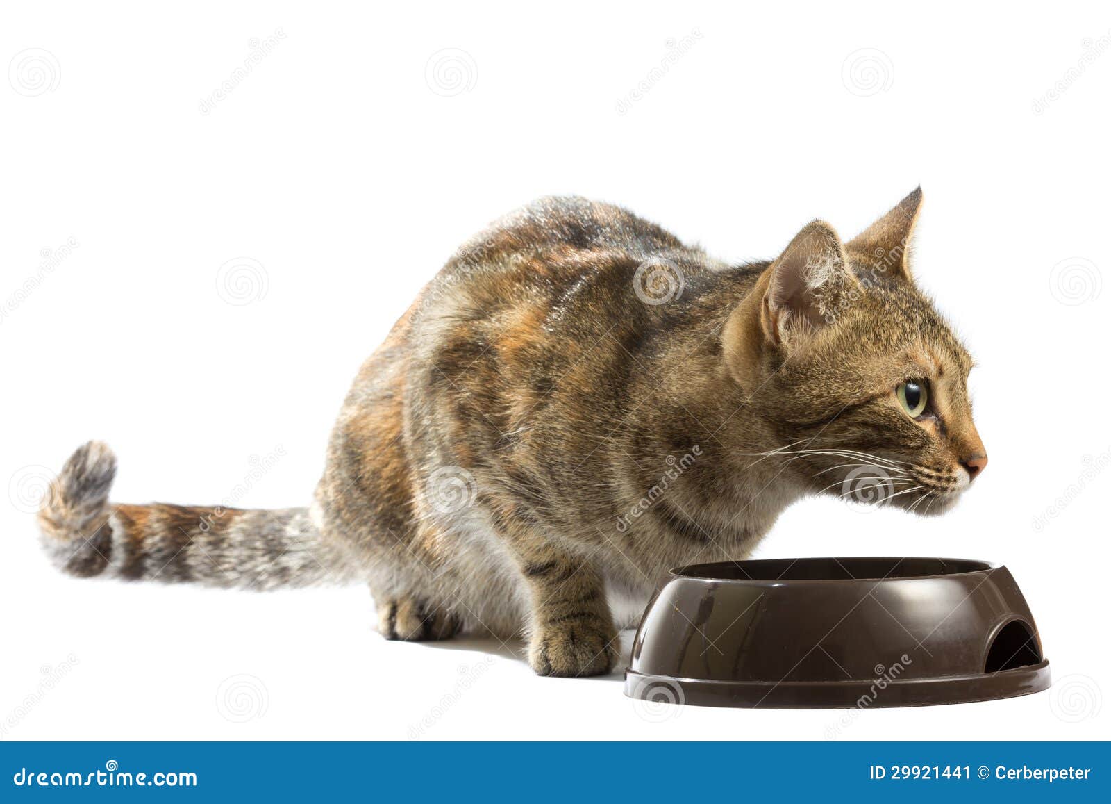 Katze Zieht Von Einer Schüssel Ein Stockbild - Bild von hungrig ...
