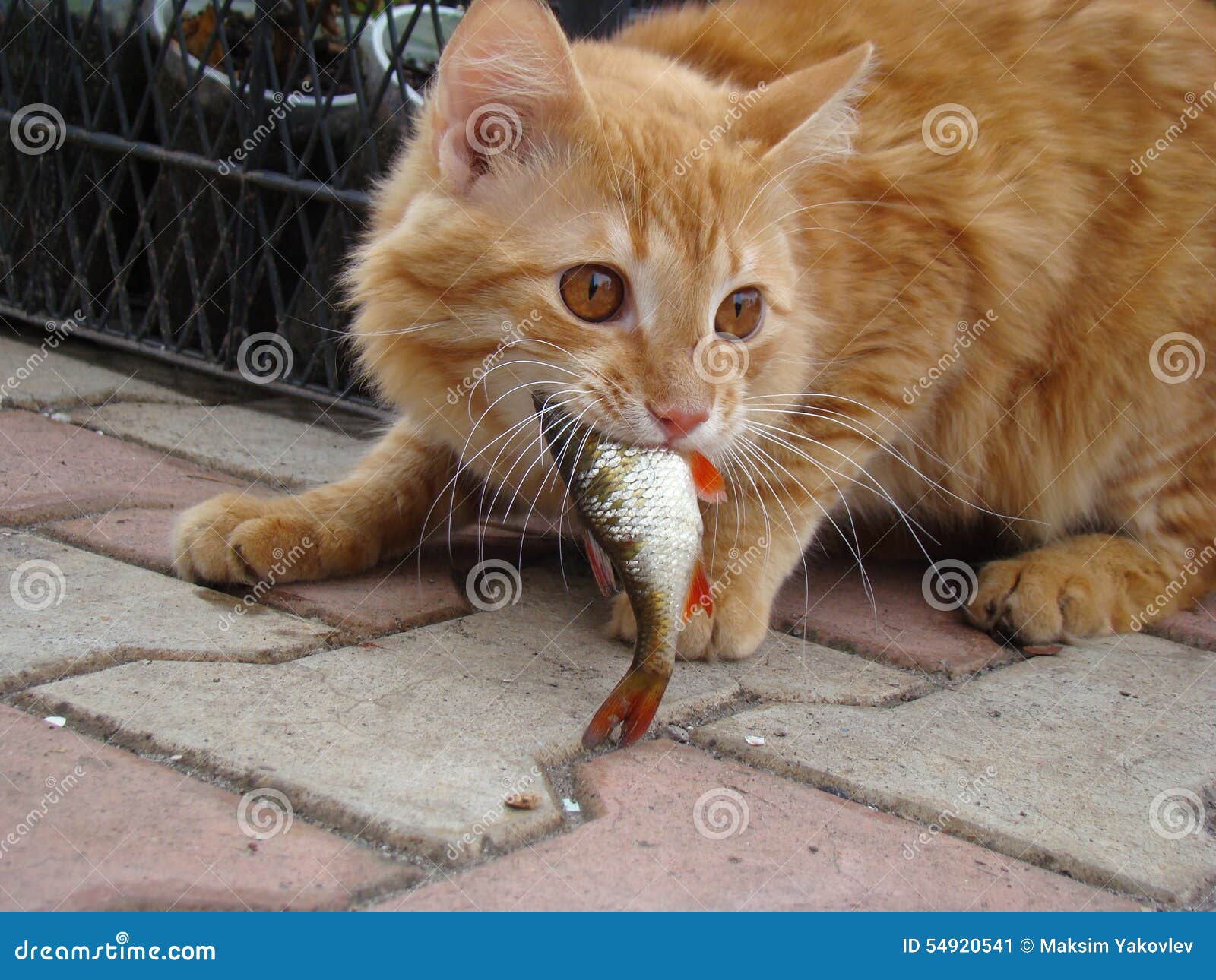 Katze isst die Fische stockbild. Bild von ziel, schnurrbart - 54920541