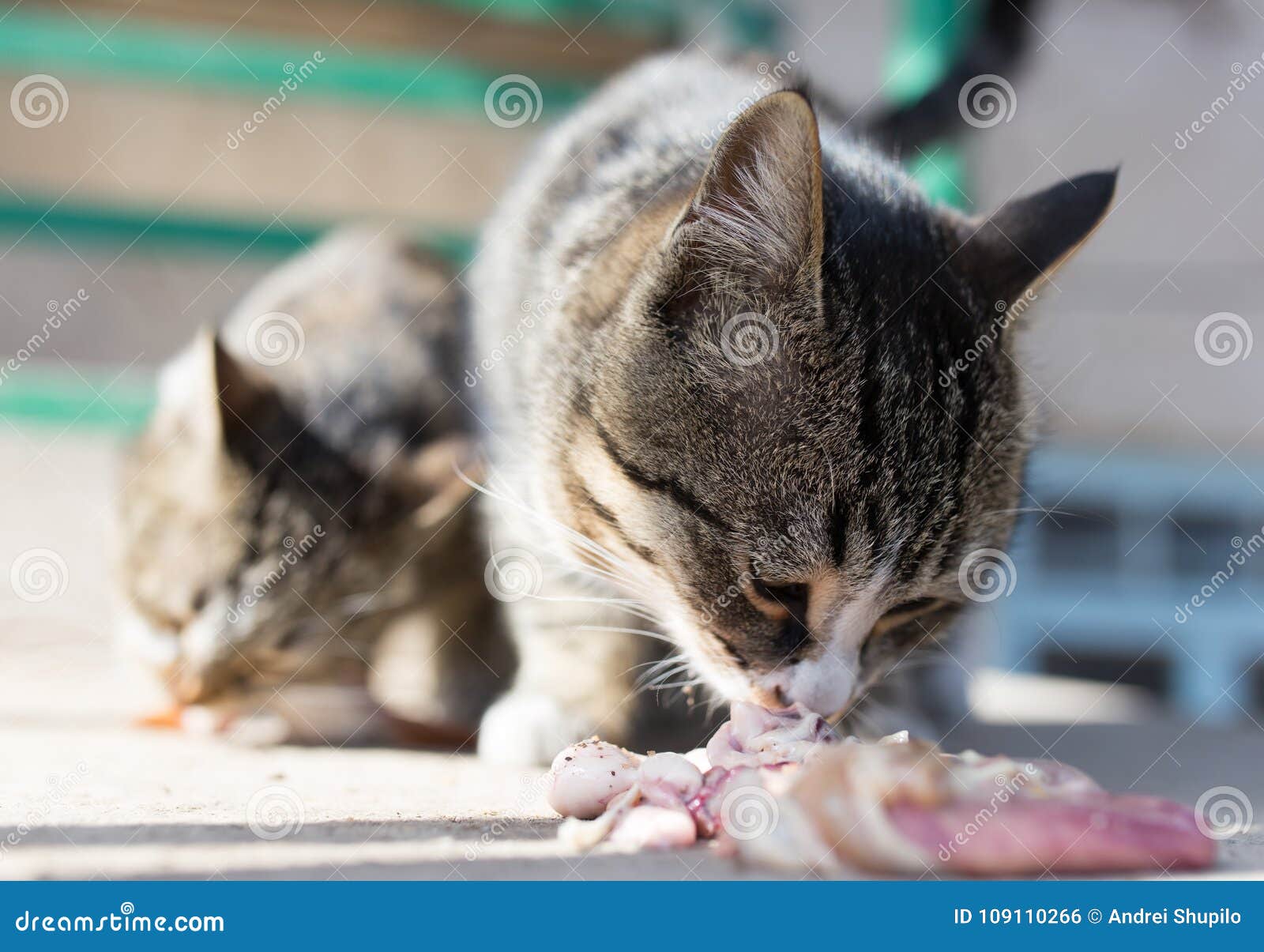 Katze Isst Fleisch Auf Natur Stockfoto - Bild von katzenartig, nahrung ...