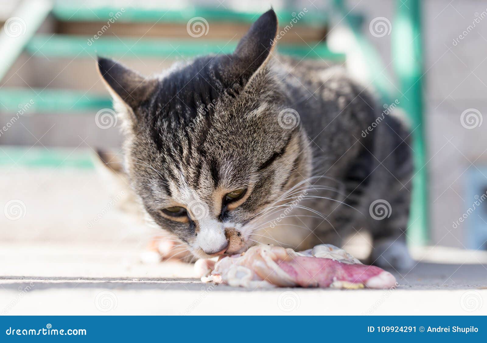 Katze Isst Fleisch Auf Natur Stockbild - Bild von fleisch, essen: 109924291