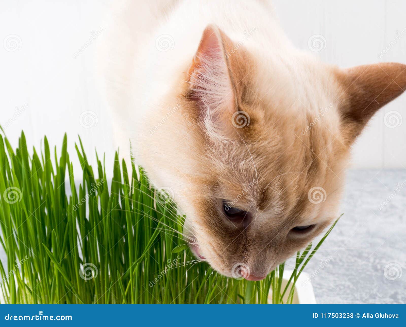 Katze isst Gras stockfoto. Bild von flaumig, katze, essen - 117503238