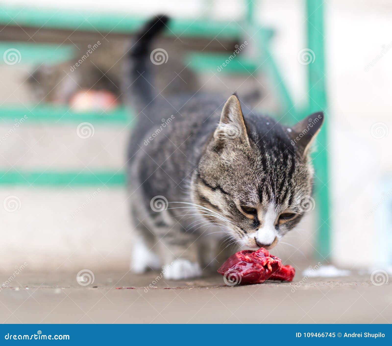 Katze Isst Rotes Fleisch in Der Natur Stockbild - Bild von nahrung ...