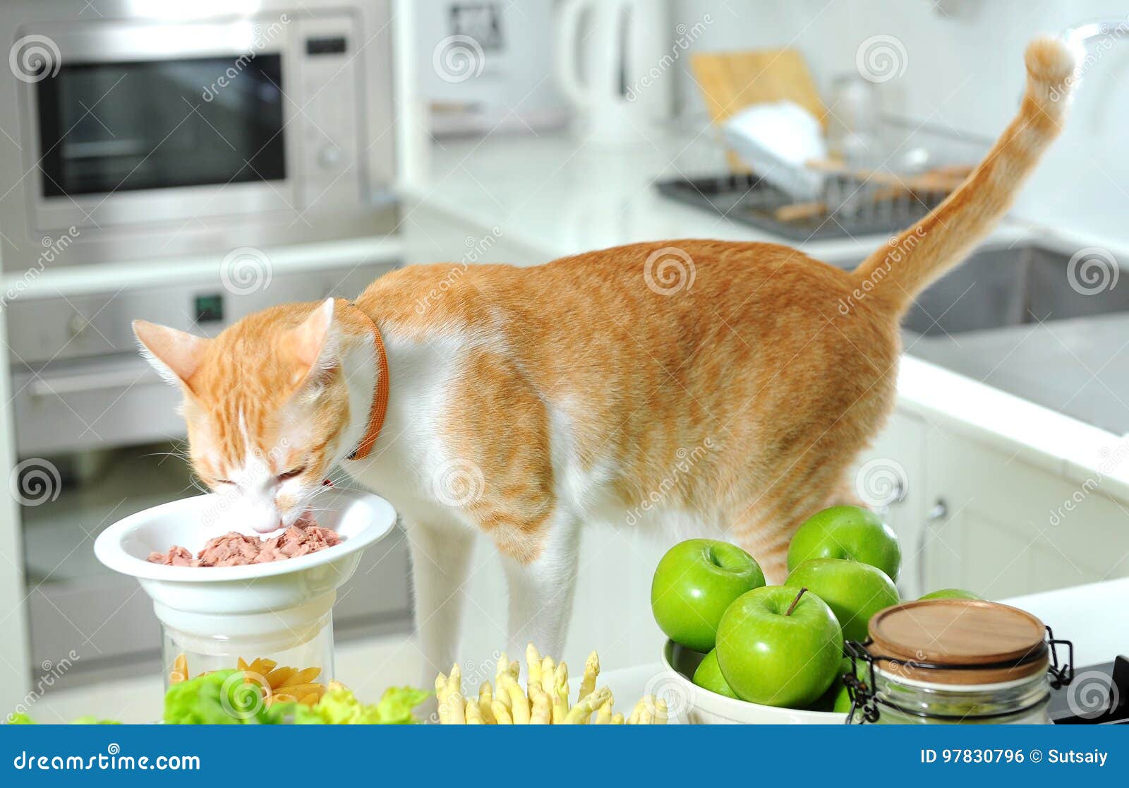 Katze isst Thunfisch stockfoto. Bild von kätzchen, tier - 97830796