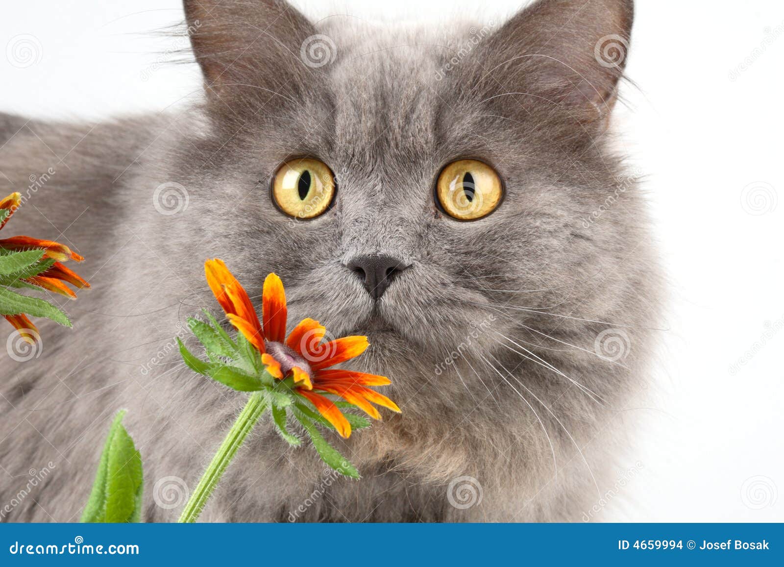 Katze mit Blumen stockfoto. Bild von tier, säugetier, haustier - 4659994