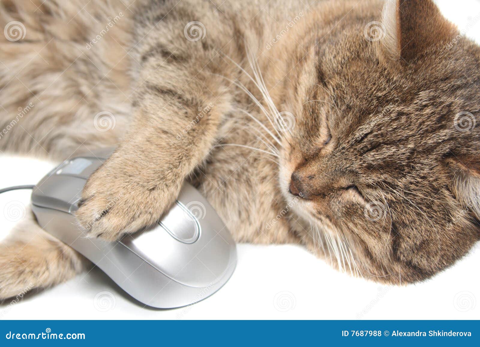 Katze mit der Computermaus stockfoto. Bild von maus, technologie - 7687988