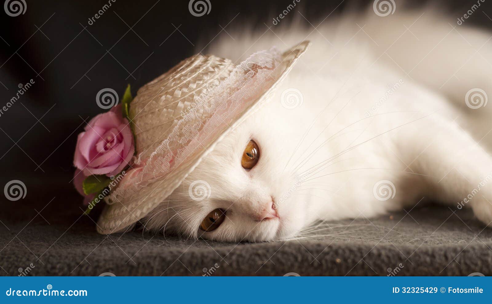 Katze mit einem Hut stockbild. Bild von leute, haarig - 32325429