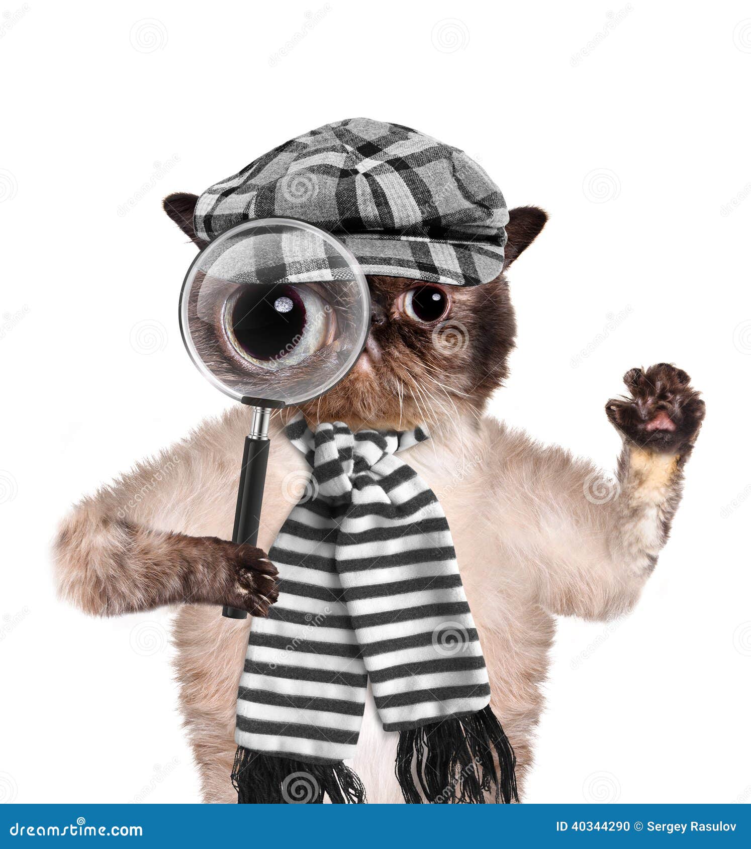 Katze Mit Lupe Und Dem Suchen Stockfoto - Bild von haustier, lustig ...