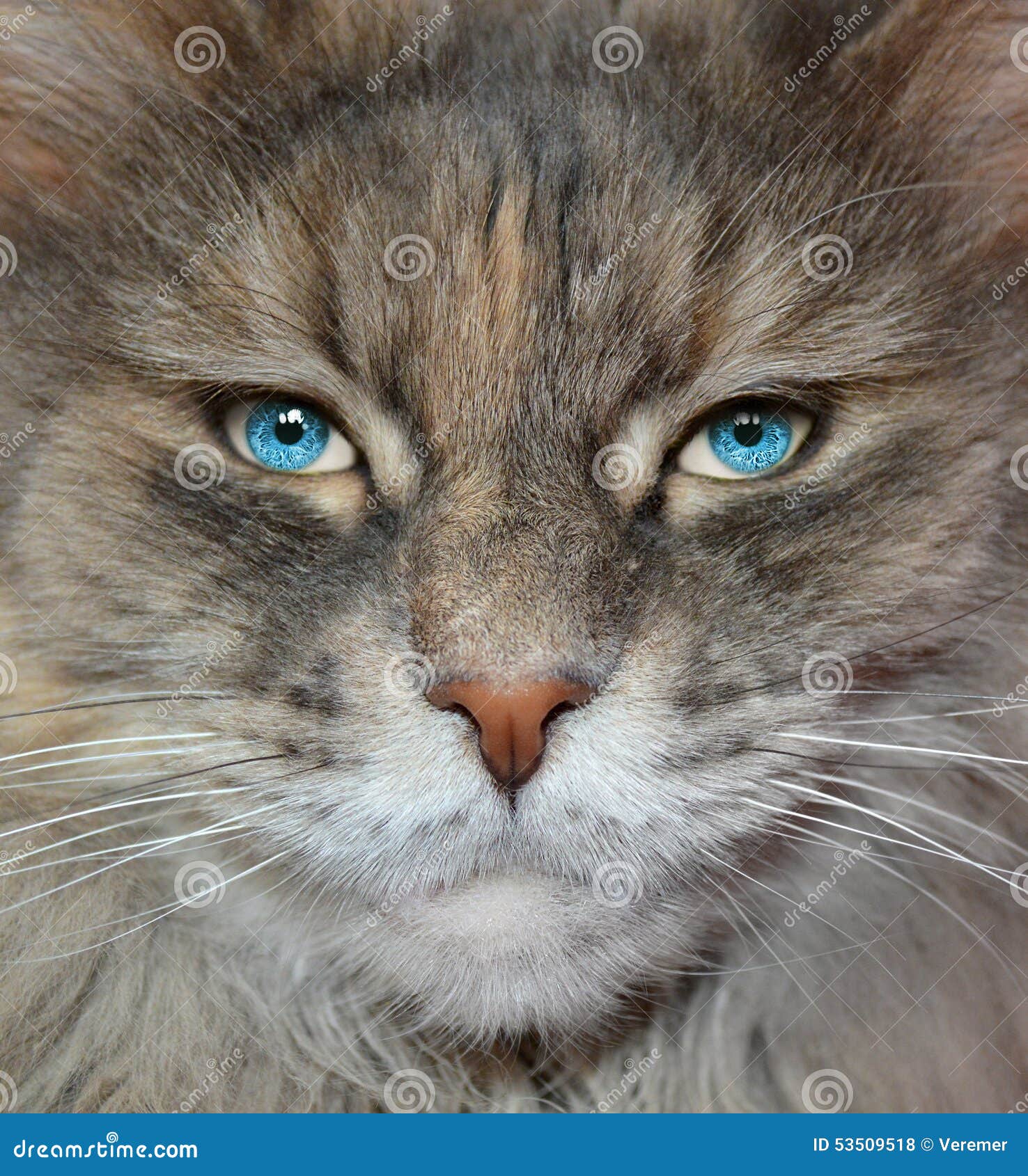 Katze Mit Menschlichen Augen Stockfoto - Bild von blick, kühl: 53509518