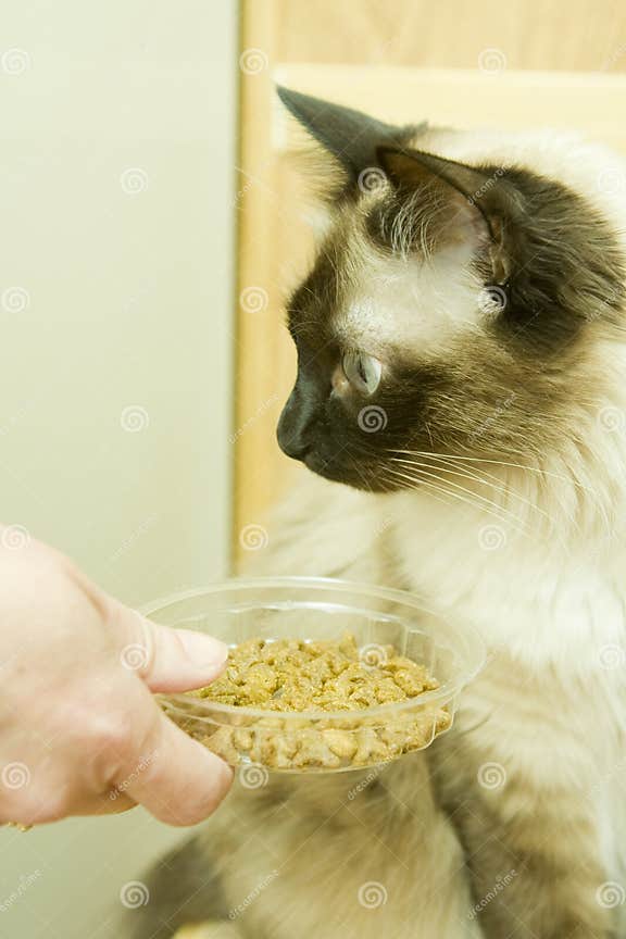 Katze mit Nahrung stockbild. Bild von katze, riechen, geruch - 5452279