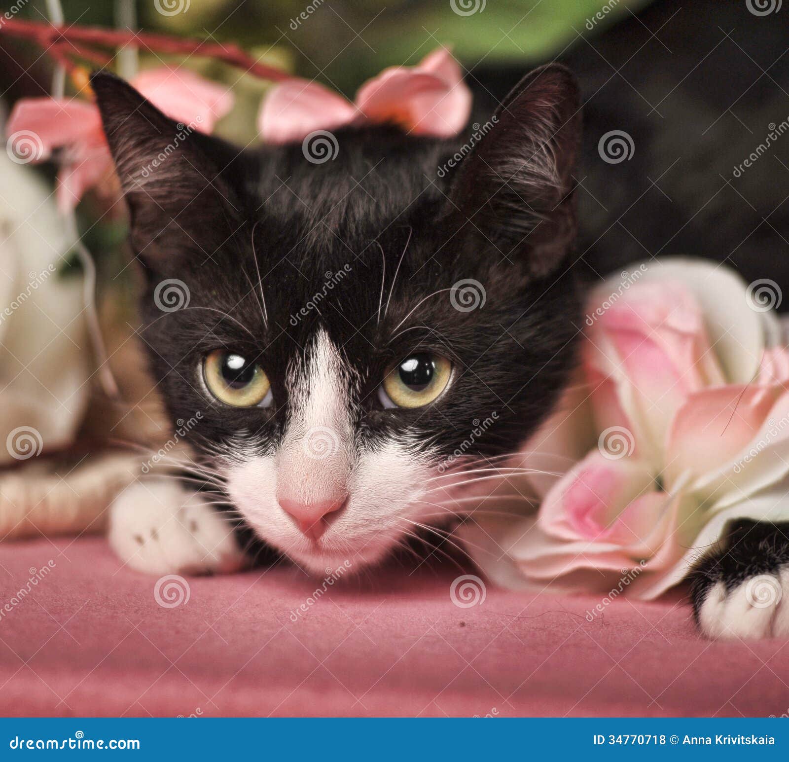 Katze mit rosa Blumen stockfoto. Bild von hintergrund - 34770718