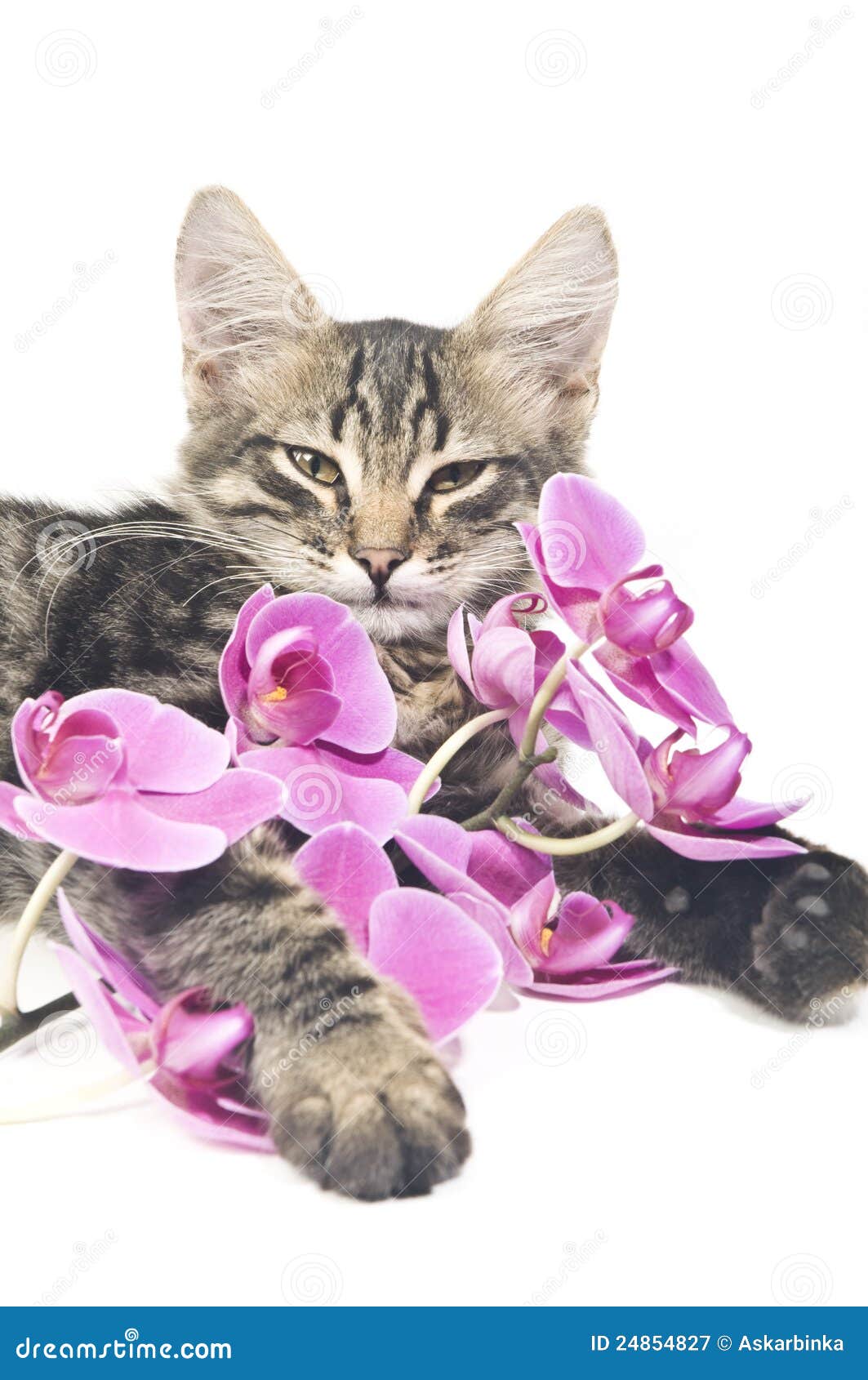 Katze Mit Rosafarbenen Blumen Stockbild - Bild von neugierig, blume ...
