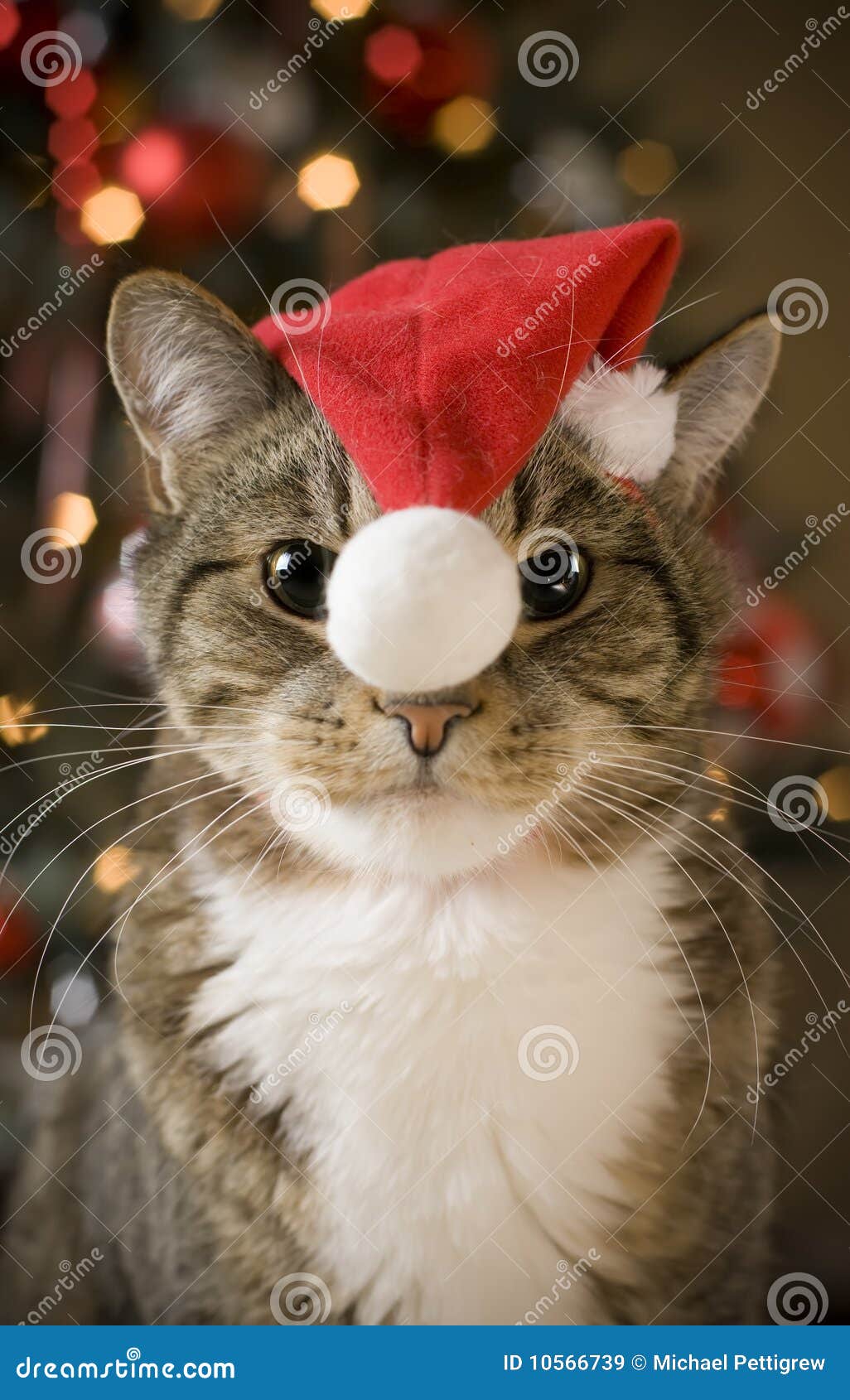 Katze mit rotem Hut stockbild. Bild von porträt, dekoration - 10566739