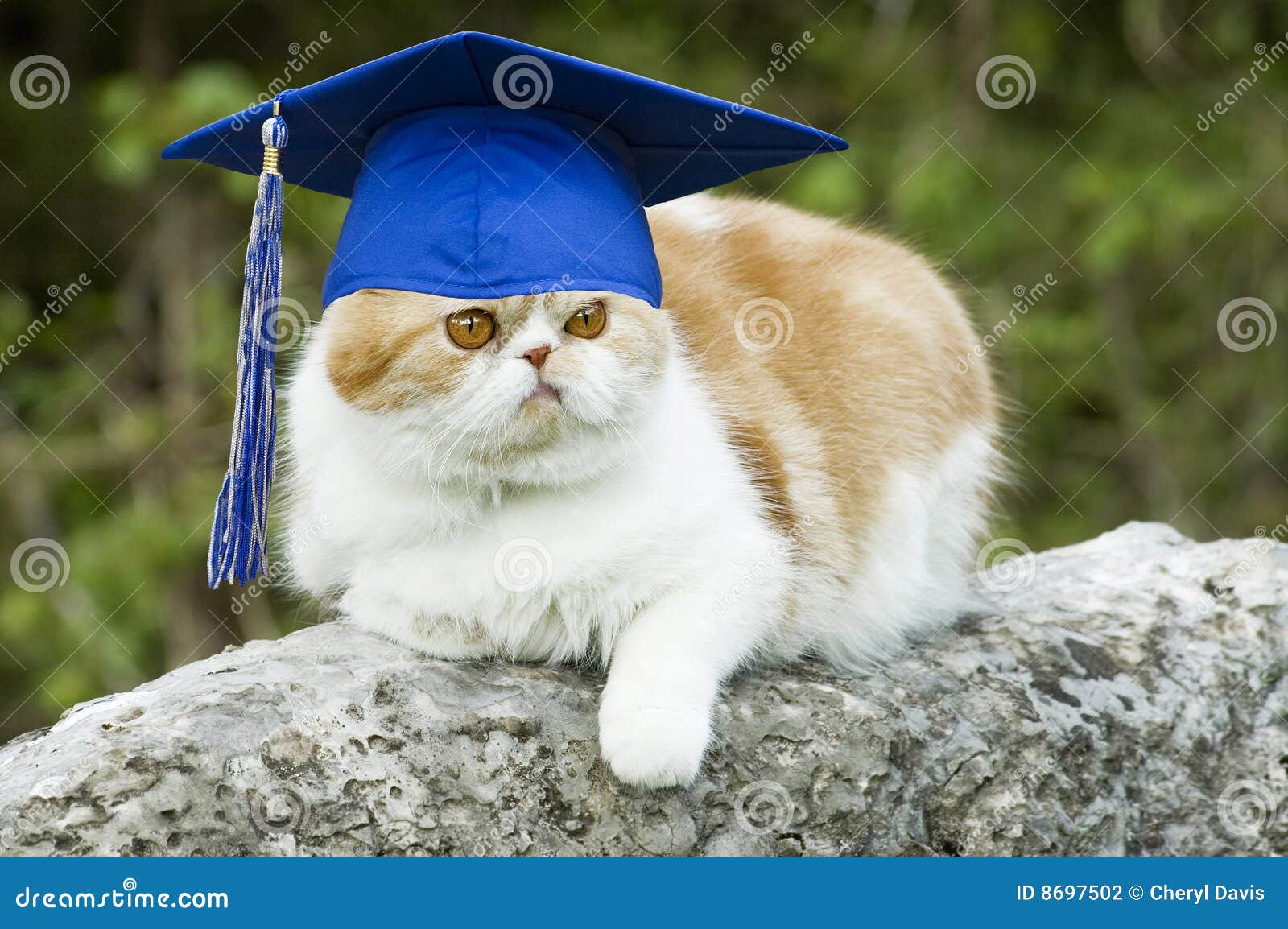 Katze mit Staffelung-Hut stockfoto. Bild von nett, gefärbt - 8697502