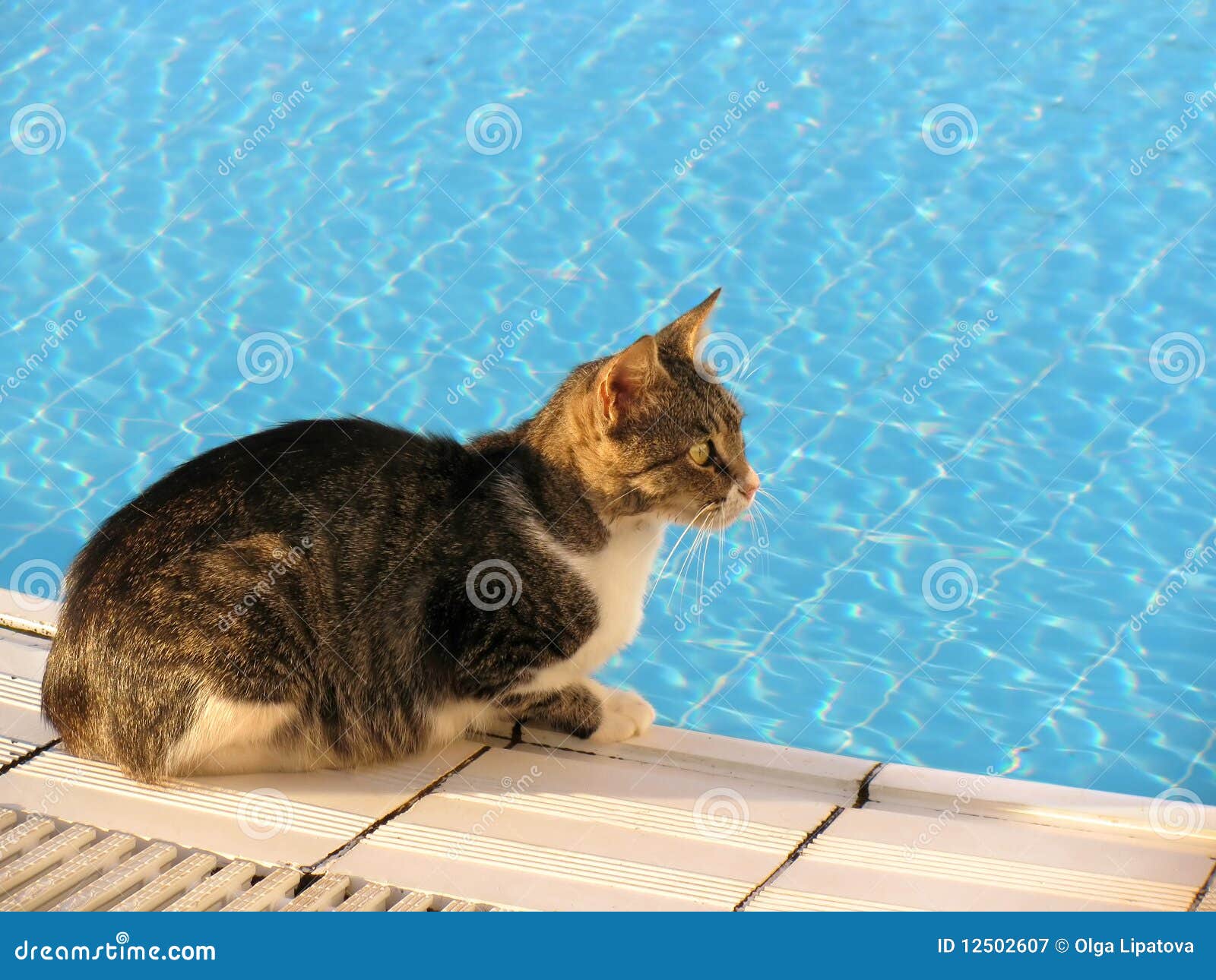 Katze am Pool stockbild. Bild von schnurren, sommer, katze - 12502607