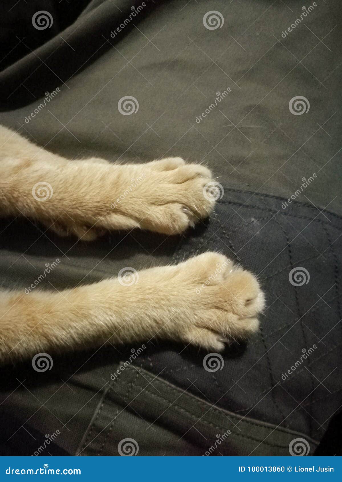 Katze ` s Tatzen stockfoto. Bild von gewebe, auszug - 100013860