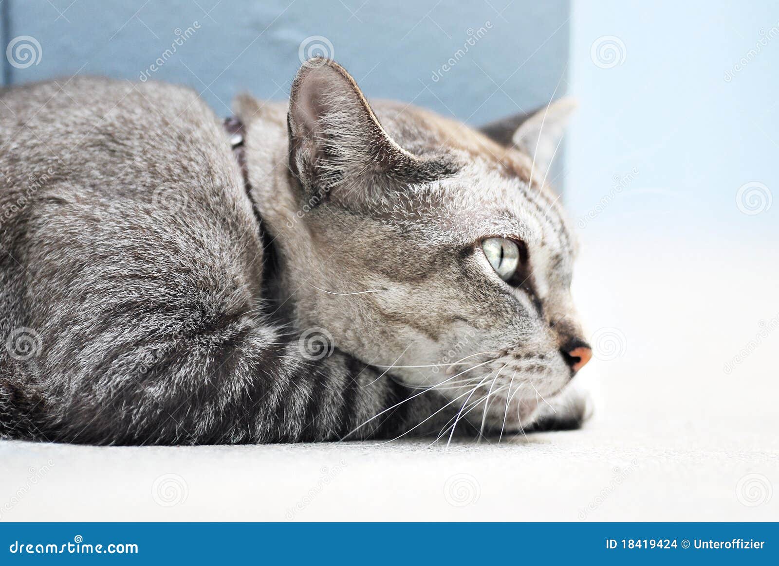 Katze-Seitenansicht stockfoto. Bild von begleiter, scharf - 18419424