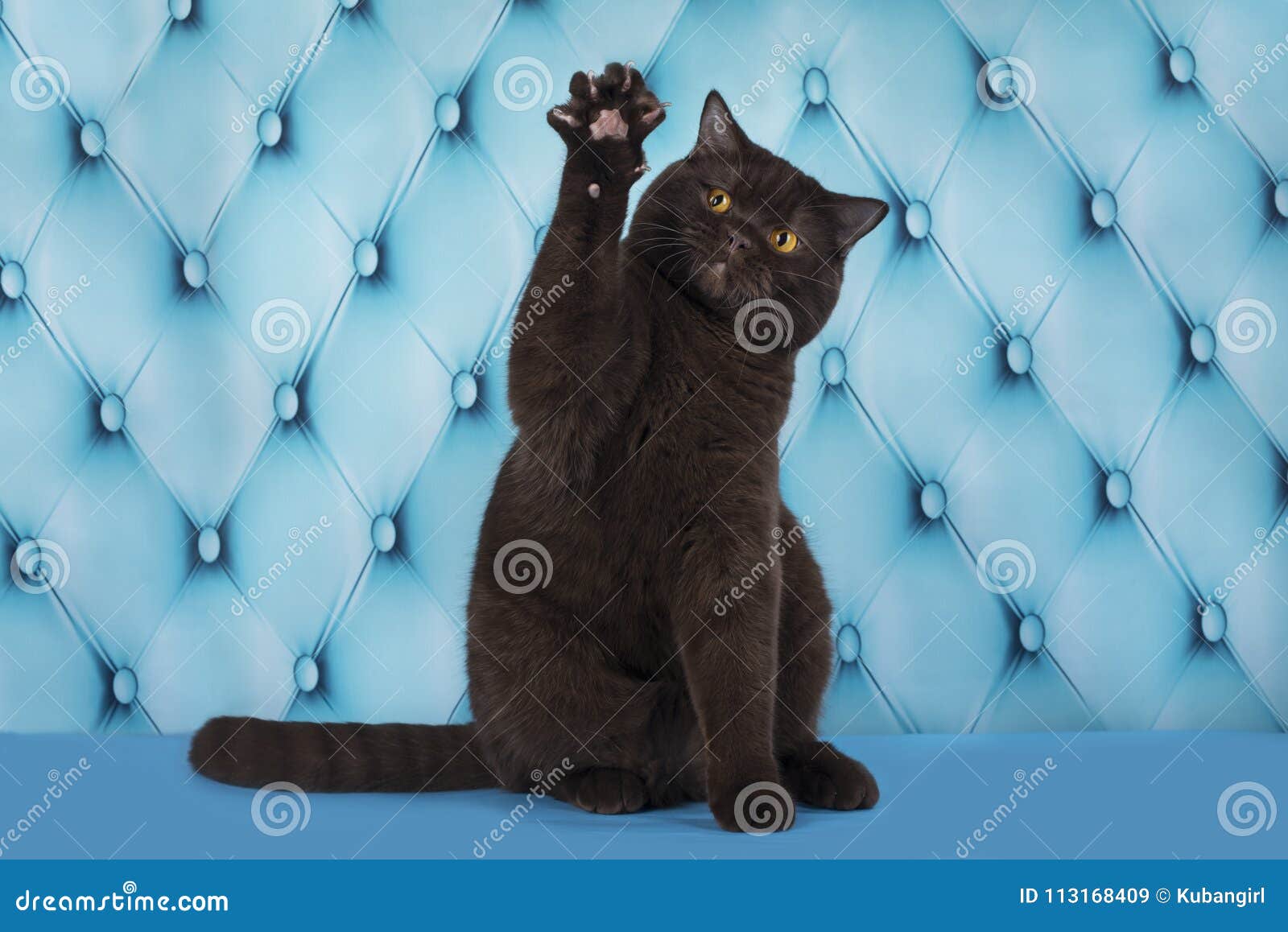 Katze Steht Auf Der Blauen Couch Still Stockbild - Bild von jagd, treu ...