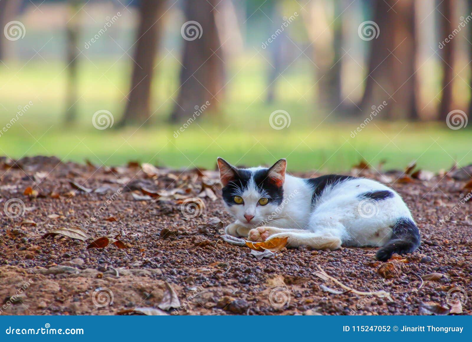 Katze Steht Unter Einem Schatten in Einem Park Still Stockfoto - Bild ...