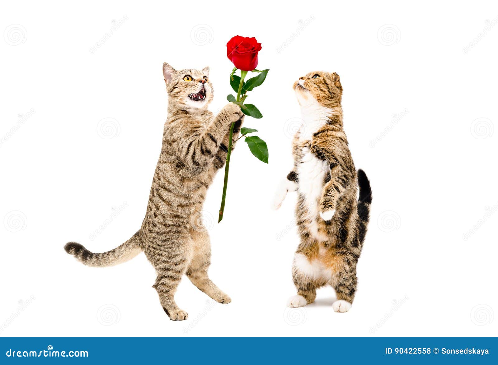 Katze Stellt Eine Rose Einer Katze Dar Und Steht Auf Hinterbeinen ...