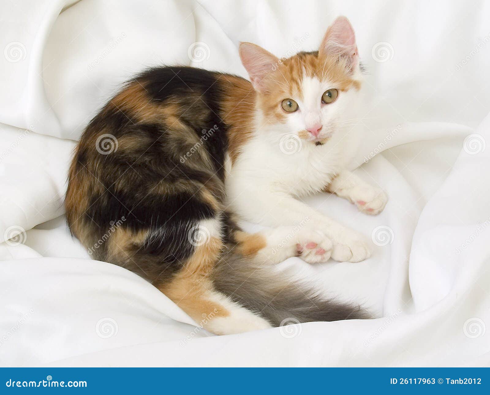 Katze tricolor stockbild. Bild von porträt, ohren, nave - 26117963