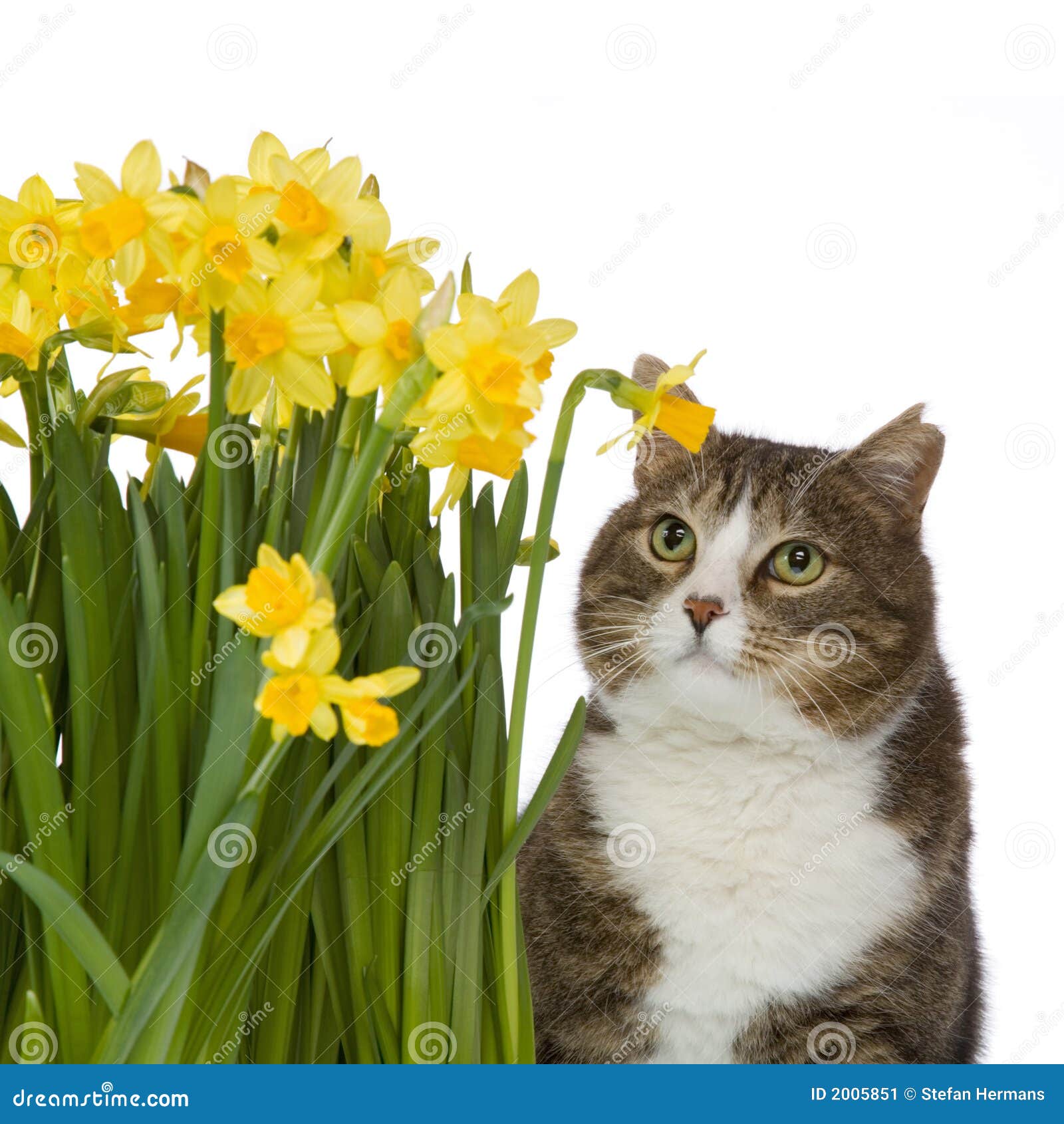 Katze und Blumen stockbild. Bild von tier, blumen, hintergrund - 2005851