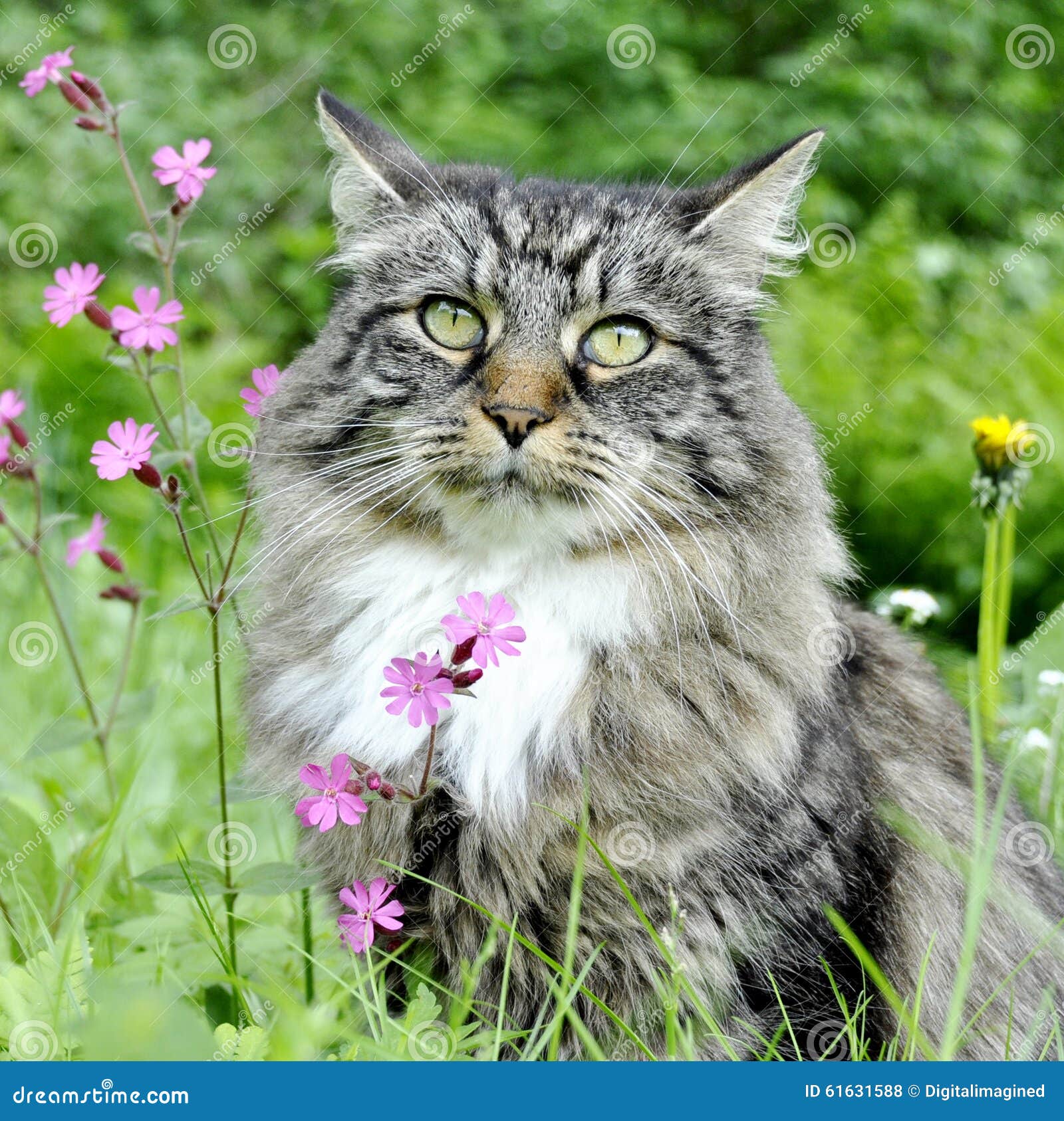 Katze und Blumen stockfoto. Bild von blumen, grün, nahaufnahme - 61631588
