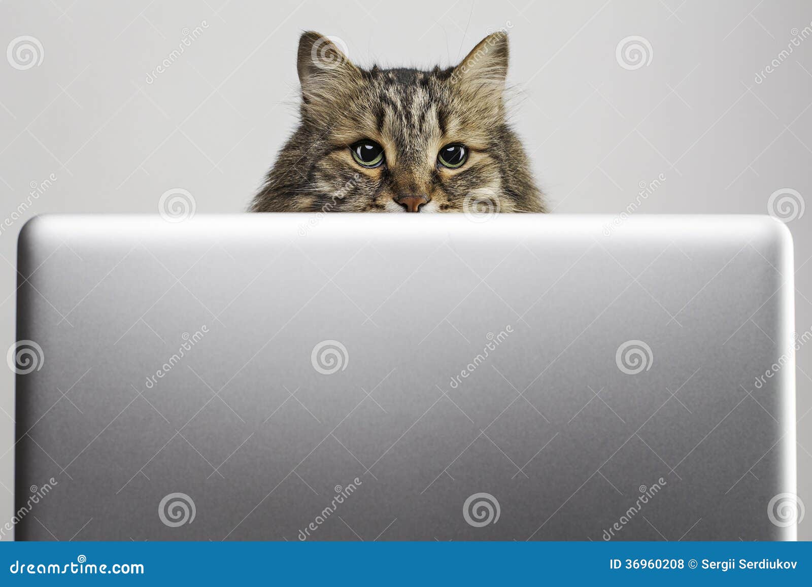Katze und Computer stockfoto. Bild von notizbuch, kätzchen - 36960208
