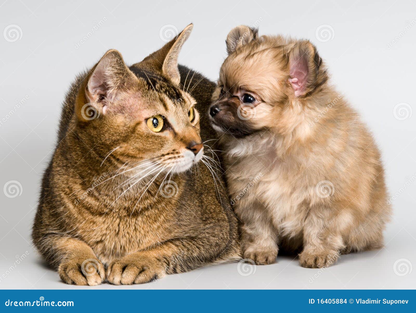 Katze Und Der Welpe Des Spitzhundes Stockfoto - Bild von miezekatze ...