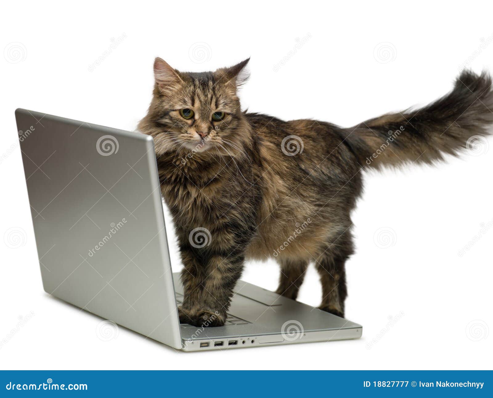 Katze und ein Computer stockbild. Bild von kätzchen, lustig - 18827777