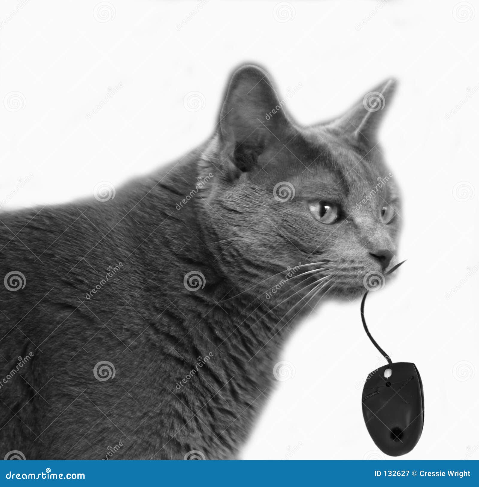 Katze und Maus stockbild. Bild von tier, mäuse, haustiere - 132627