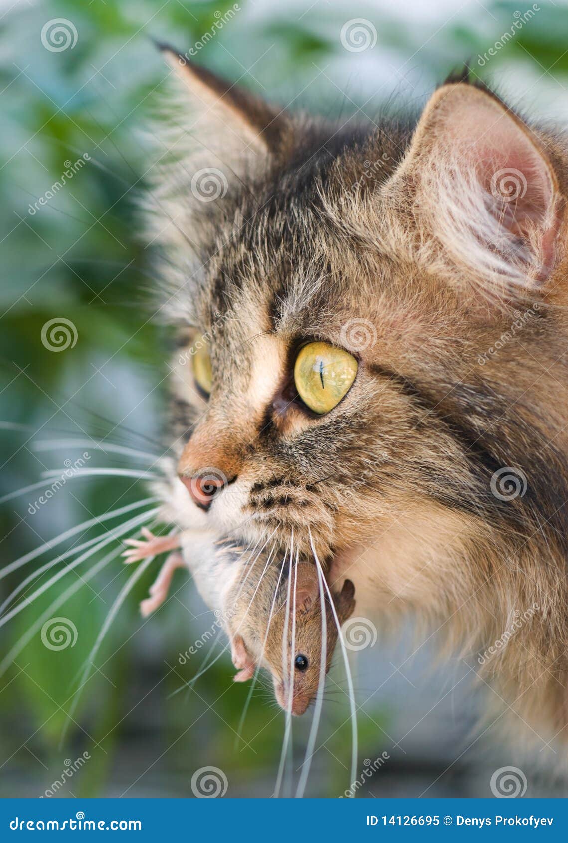 Katze und Maus stockbild. Bild von nagetier, siehe, greifer - 14126695