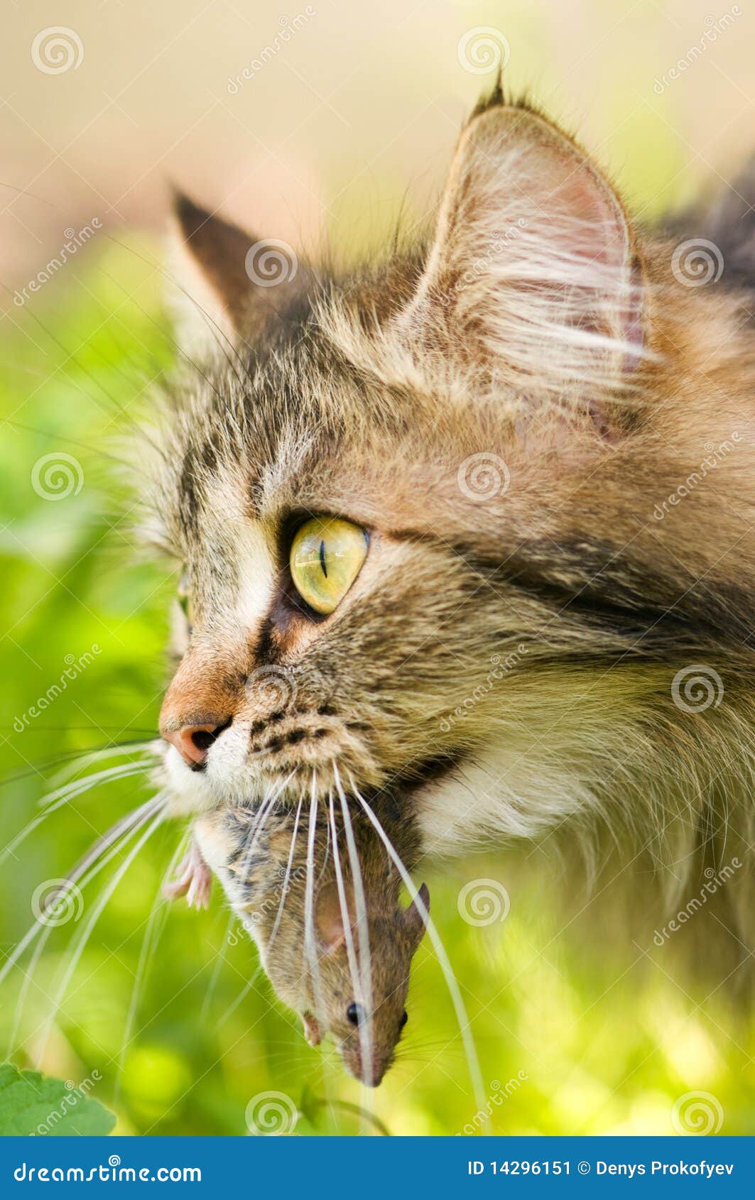 Katze und Maus stockbild. Bild von mahlzeit, anstarren - 14296151